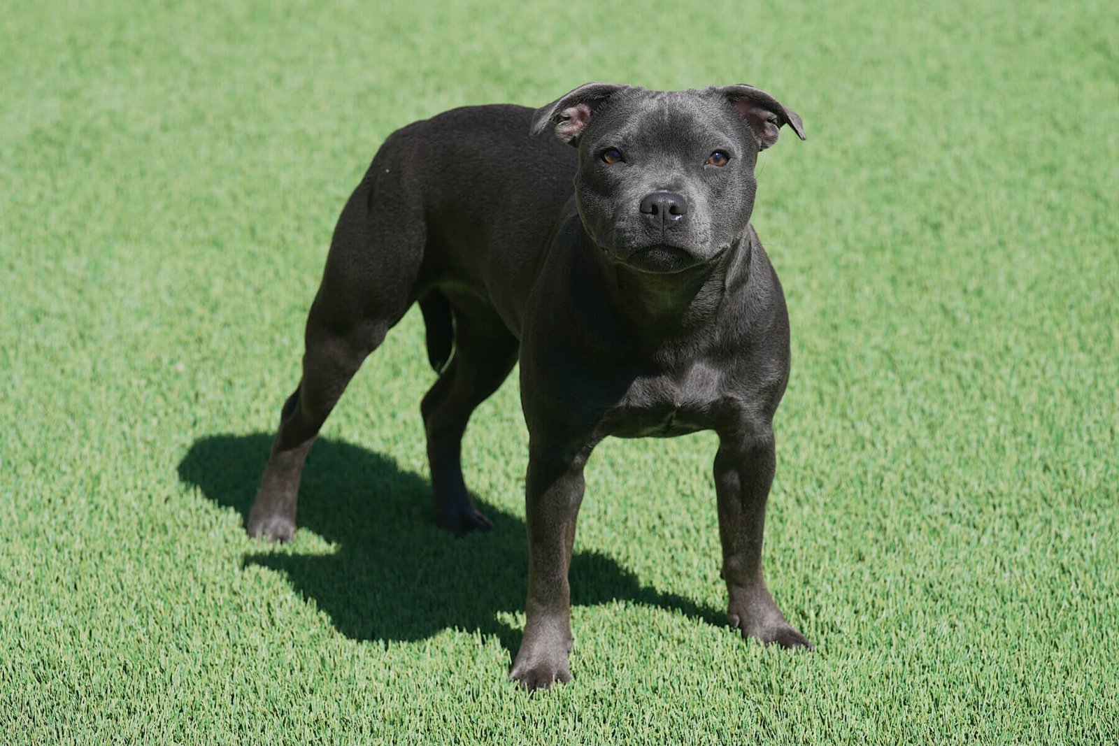 Puppies - Wild Blue Staffords