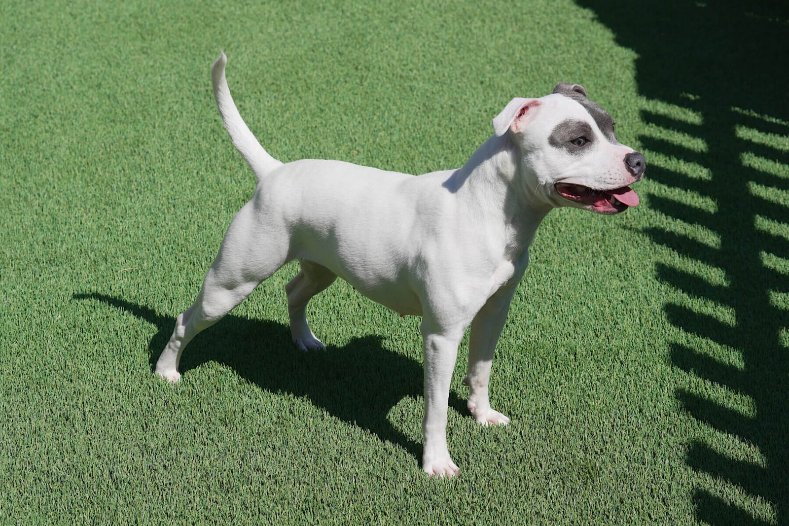 Puppies - Wild Blue Staffords